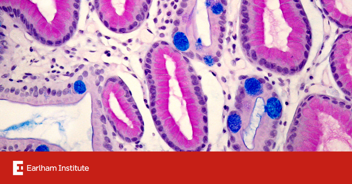 Tackling the complex regulation of individual intestinal cells ...