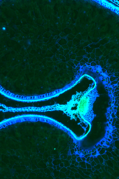 Applying Spatial Transcriptomics In Plants Earlham Institute