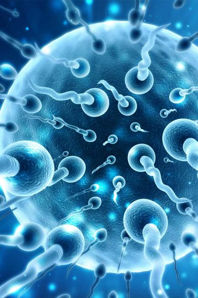 Sex Cells Meiosis At The Centromere Of Life Science Research