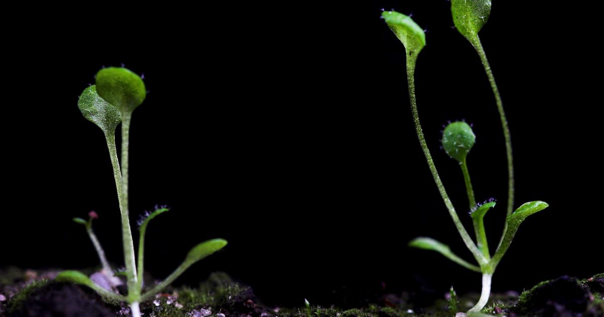 Light-up plants and tunable roots signal new solutions for climate ...