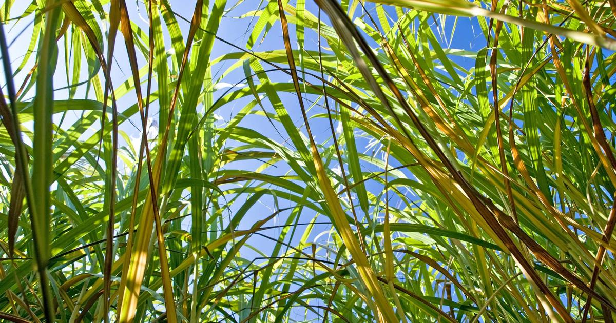 Miscanthus: a fast-growing crop for biofuels and chemicals production ...