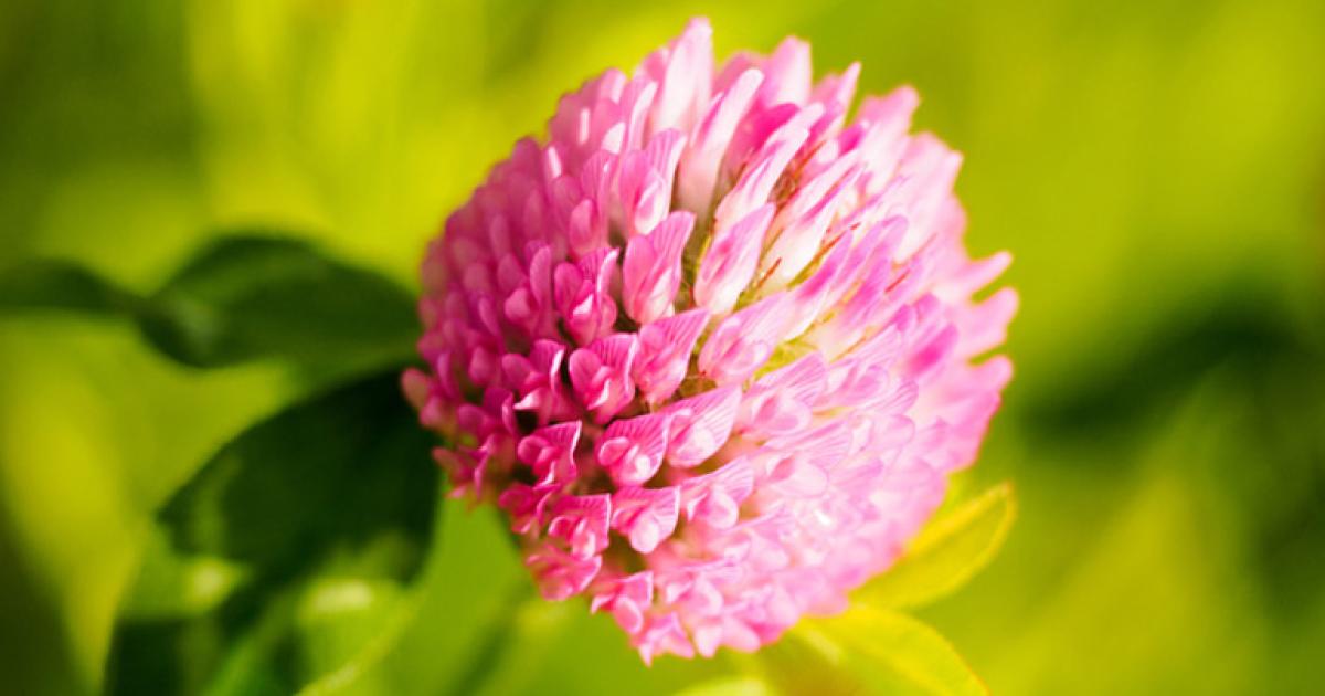 Red clover genome to help restore sustainable farming | Earlham Institute